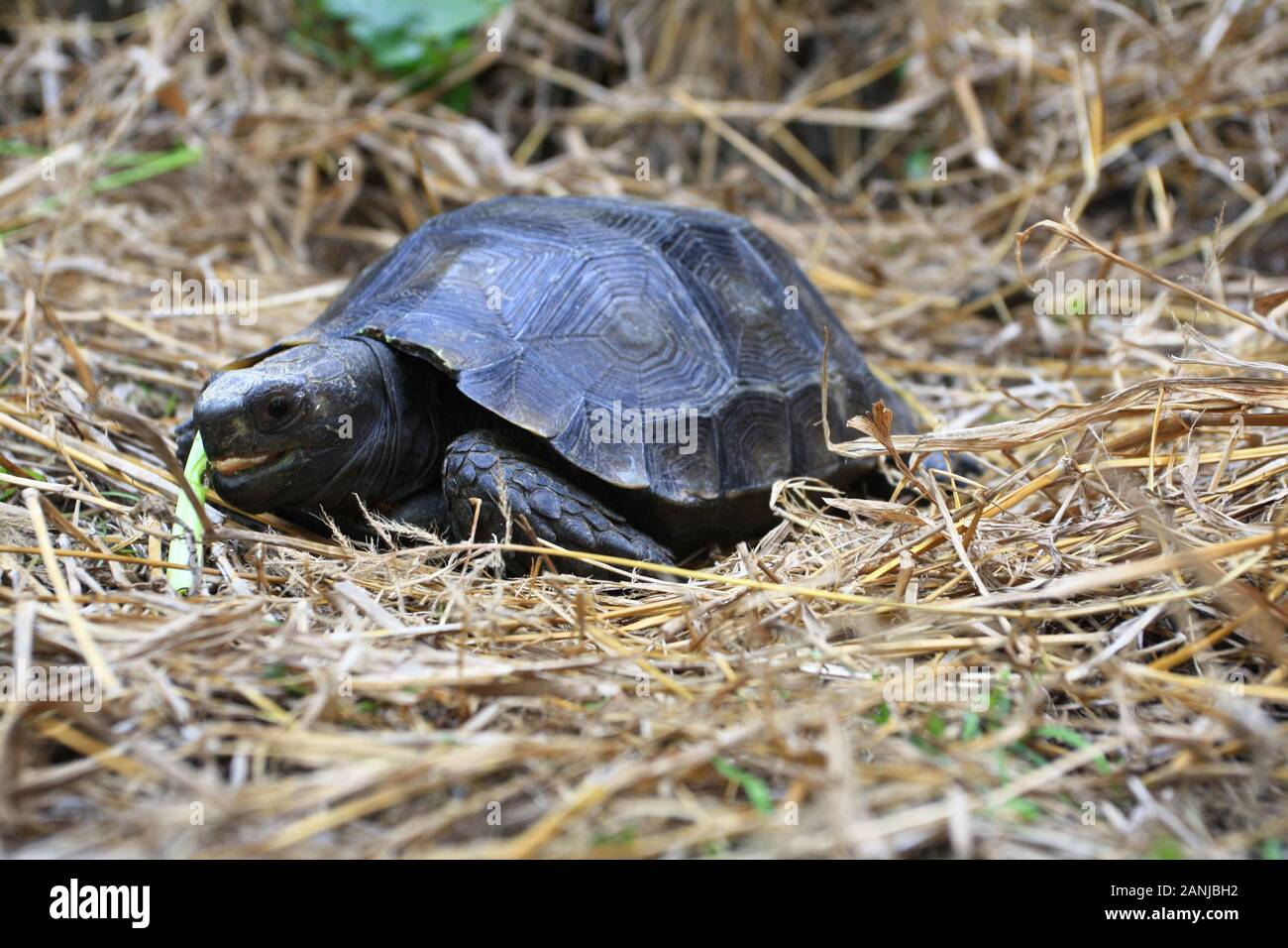 The Asian forest tortoise (Manouria emys), also known as the Asian ...