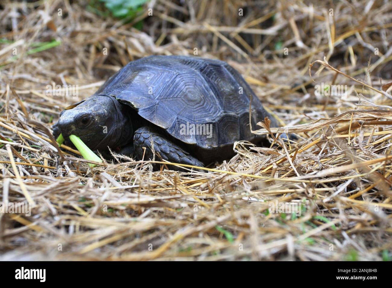 The Asian forest tortoise (Manouria emys), also known as the Asian ...