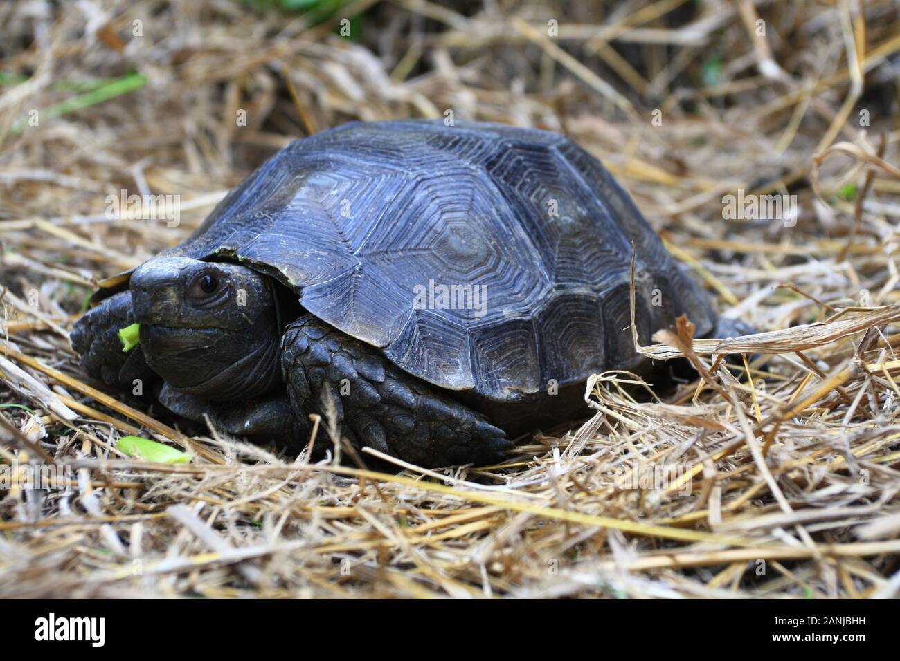 The Asian forest tortoise (Manouria emys), also known as the Asian brown tortoise Stock Photo ...