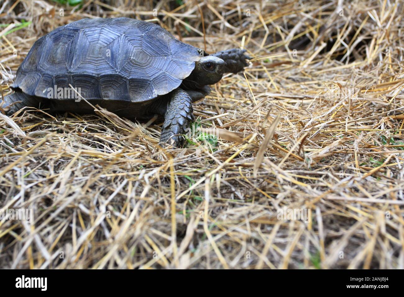 The Asian forest tortoise (Manouria emys), also known as the Asian ...