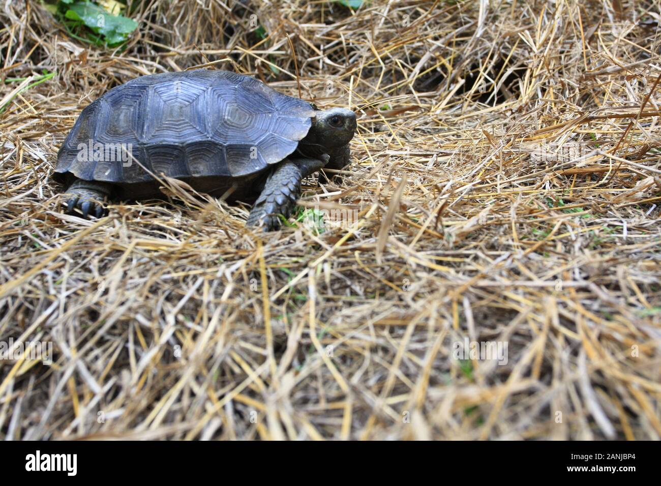 The Asian forest tortoise (Manouria emys), also known as the Asian ...