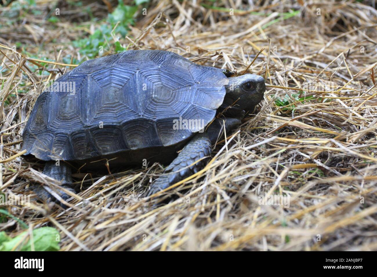 The Asian forest tortoise (Manouria emys), also known as the Asian ...