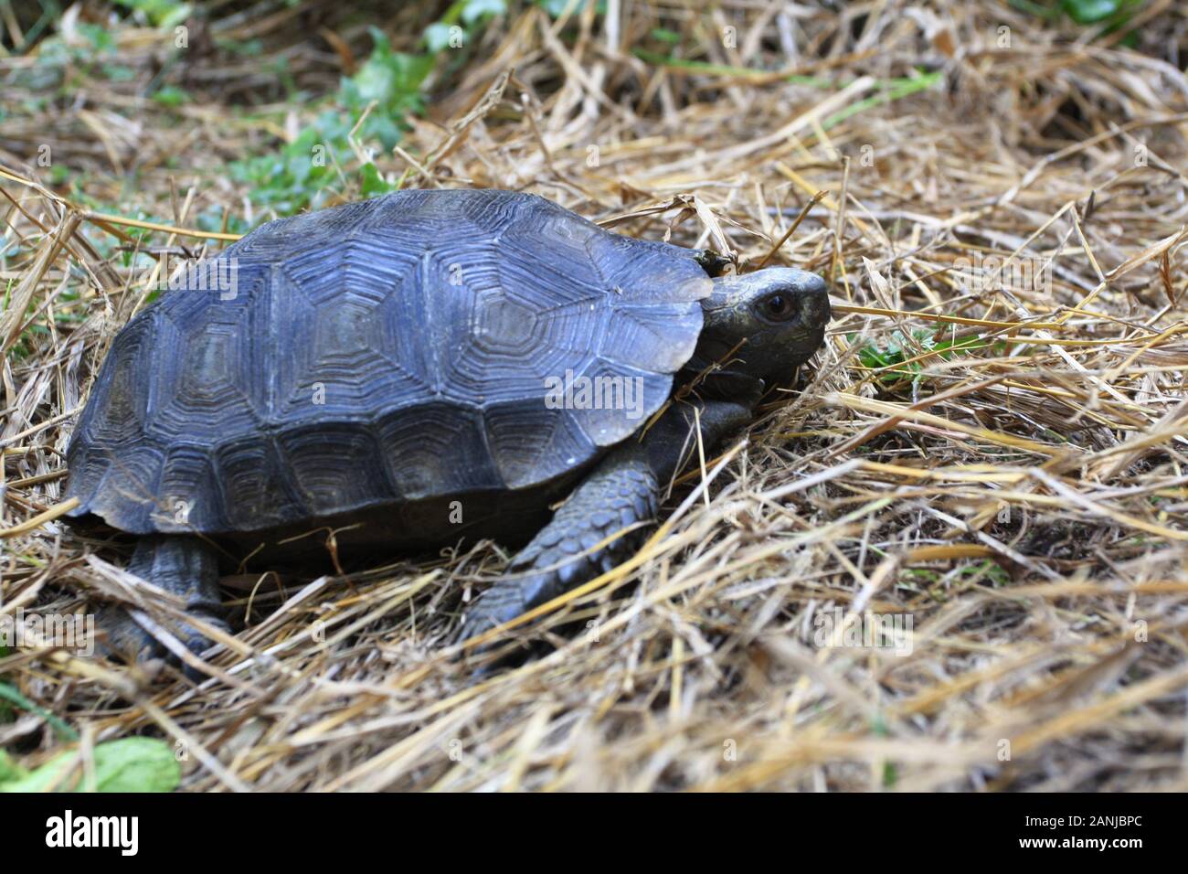 The Asian forest tortoise (Manouria emys), also known as the Asian ...