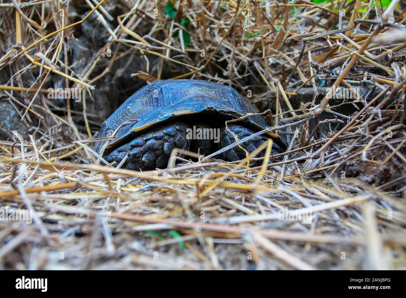 The Asian forest tortoise (Manouria emys), also known as the Asian ...