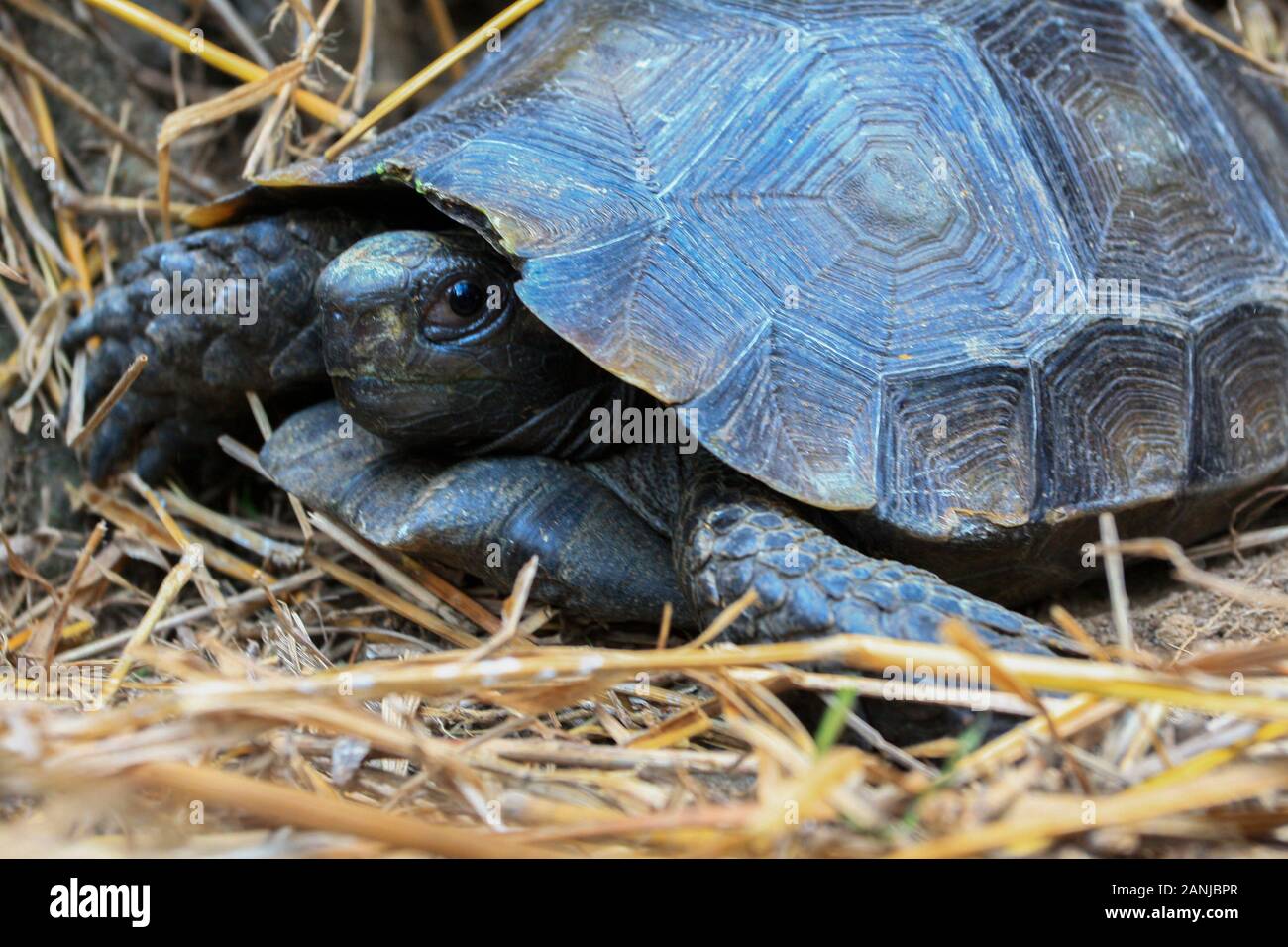The Asian forest tortoise (Manouria emys), also known as the Asian ...