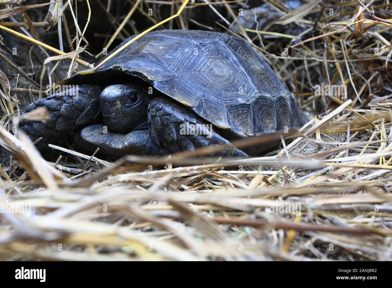 The Asian forest tortoise (Manouria emys), also known as the Asian ...