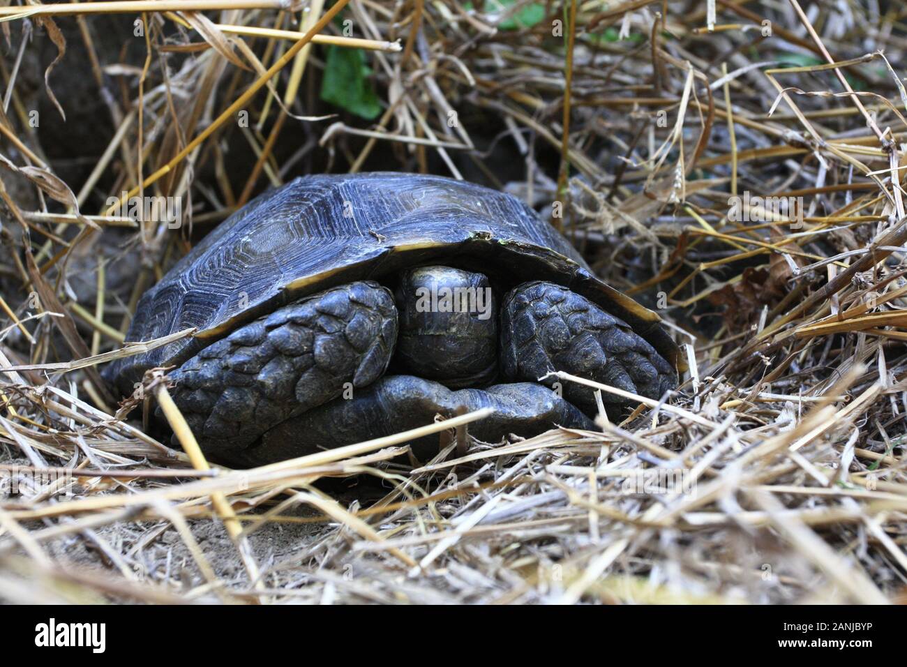 The Asian forest tortoise (Manouria emys), also known as the Asian ...