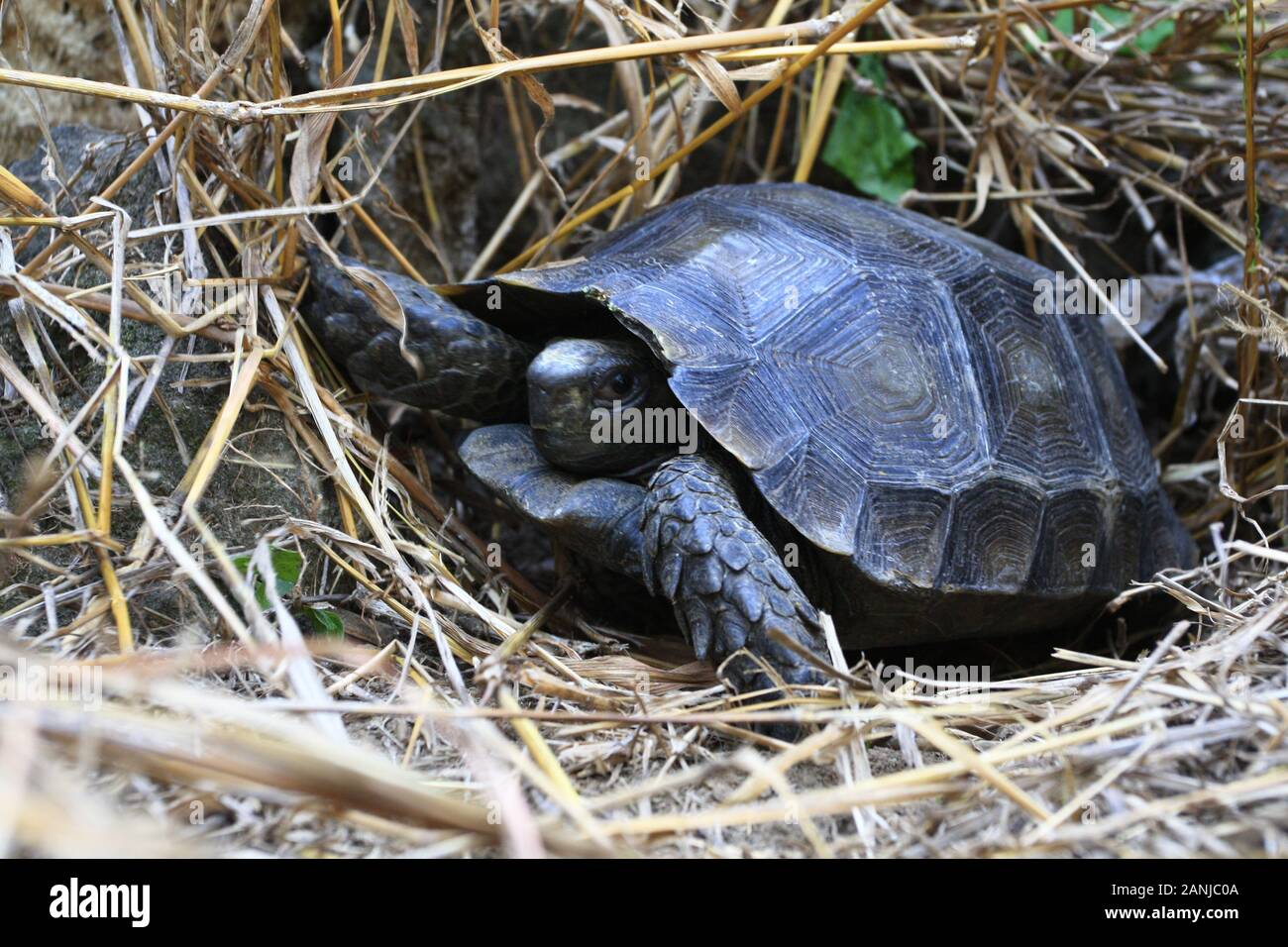 The Asian forest tortoise (Manouria emys), also known as the Asian ...