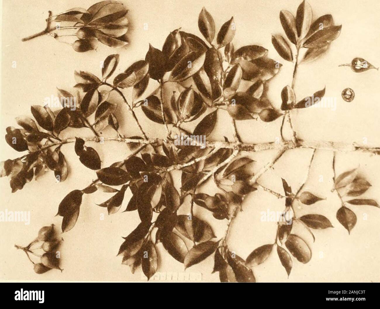 Trachéides de vaisseaux hi-res stock photography and images - Alamy