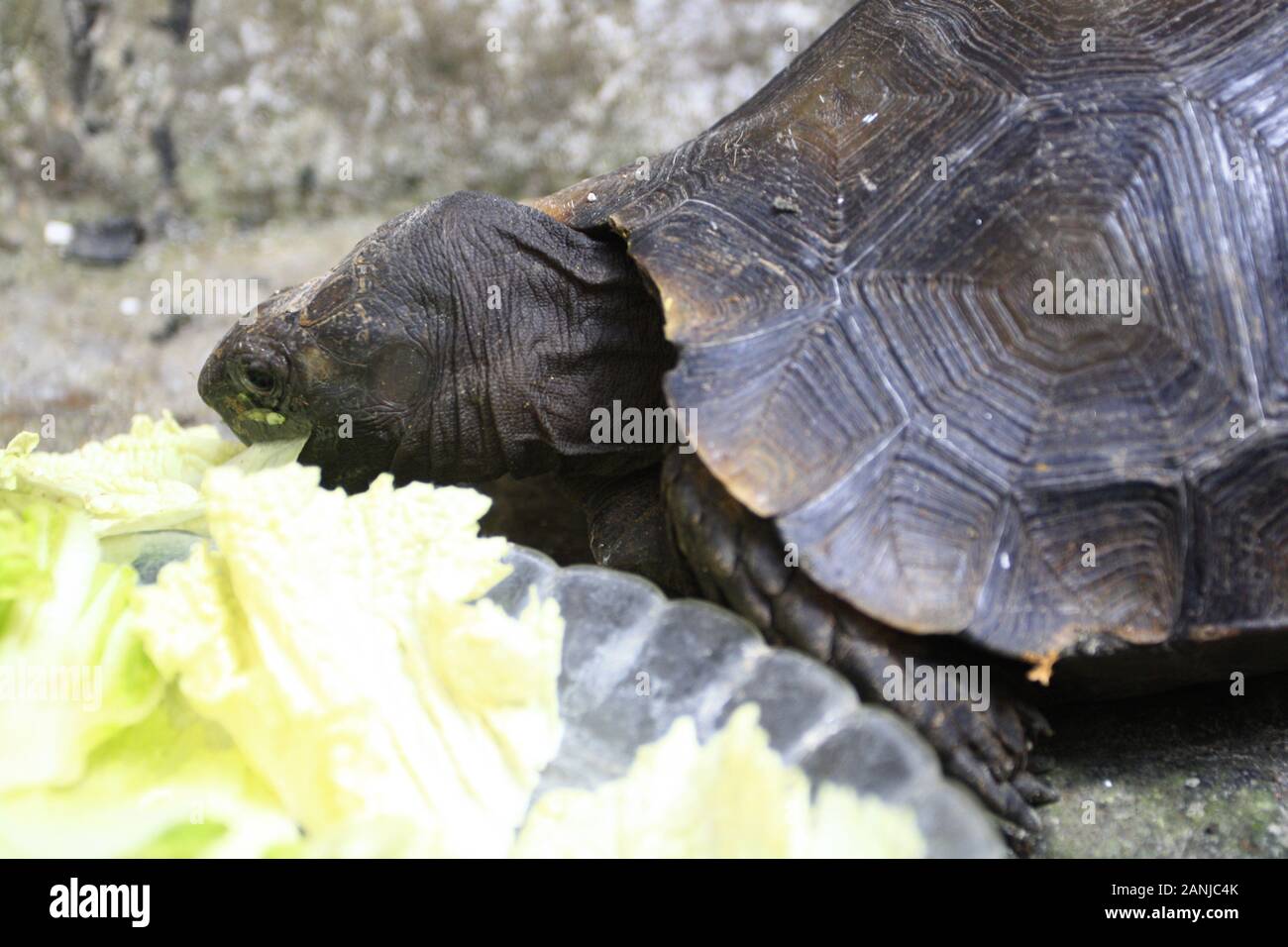 The Asian forest tortoise (Manouria emys), also known as the Asian ...