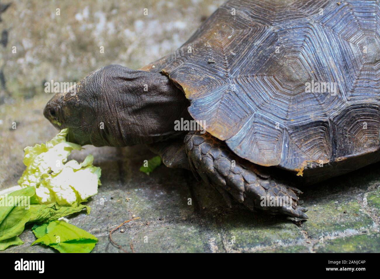 The Asian forest tortoise (Manouria emys), also known as the Asian ...