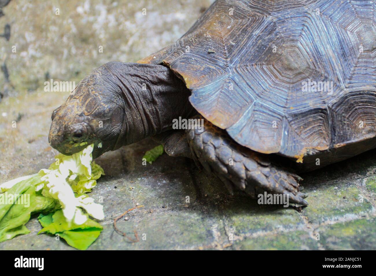 The Asian forest tortoise (Manouria emys), also known as the Asian ...