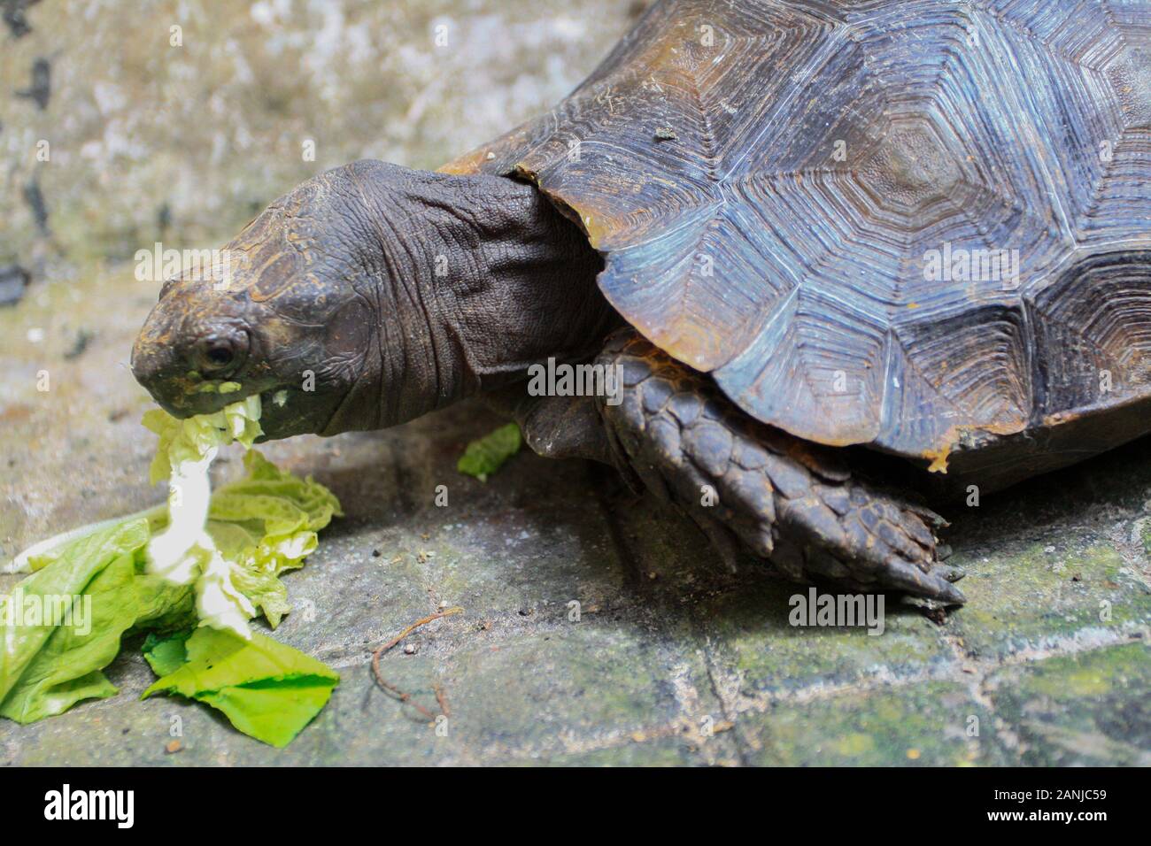 The Asian forest tortoise (Manouria emys), also known as the Asian ...
