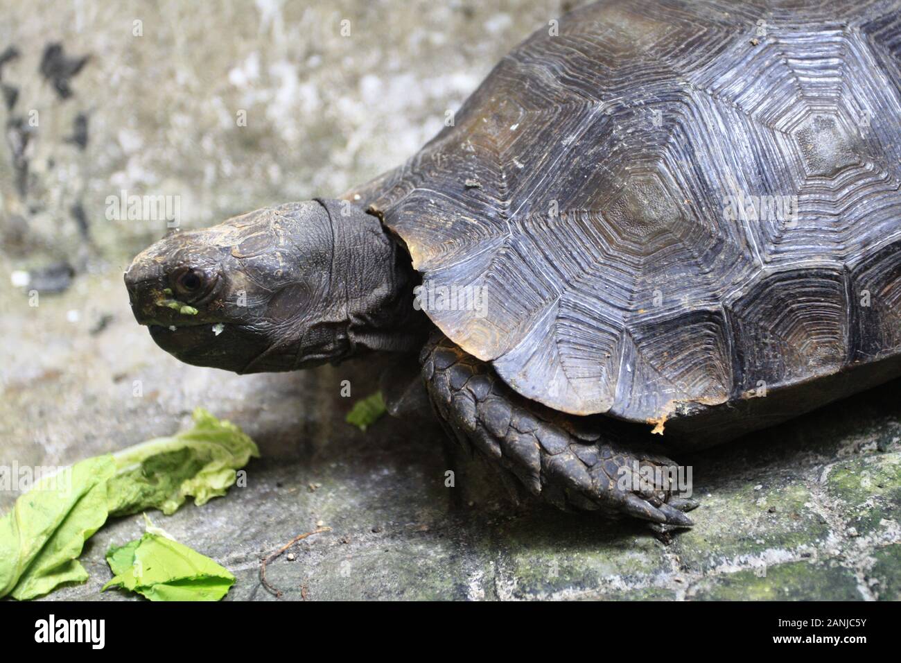 The Asian forest tortoise (Manouria emys), also known as the Asian ...