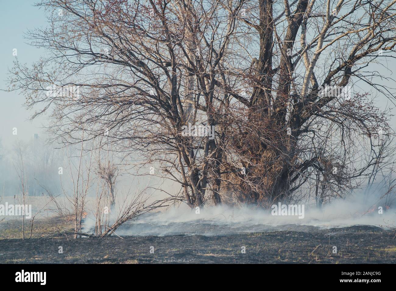 Forest fire ashes Stock Photo - Alamy