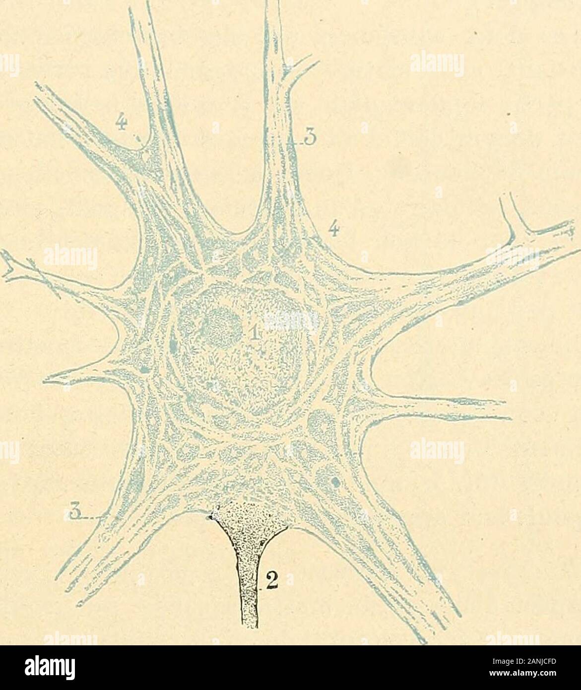 Cellule nerveuse humaine hi-res stock photography and images - Alamy
