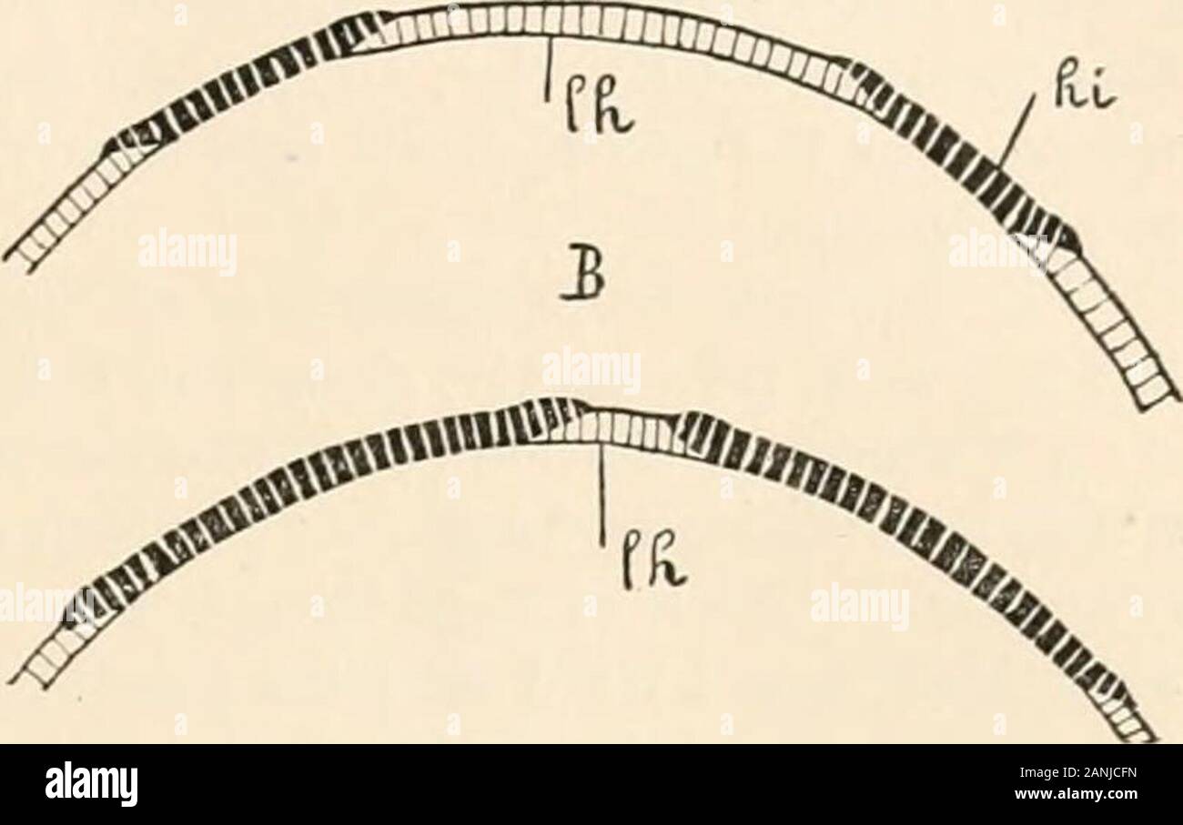 New text anatomy hi-res stock photography and images - Alamy