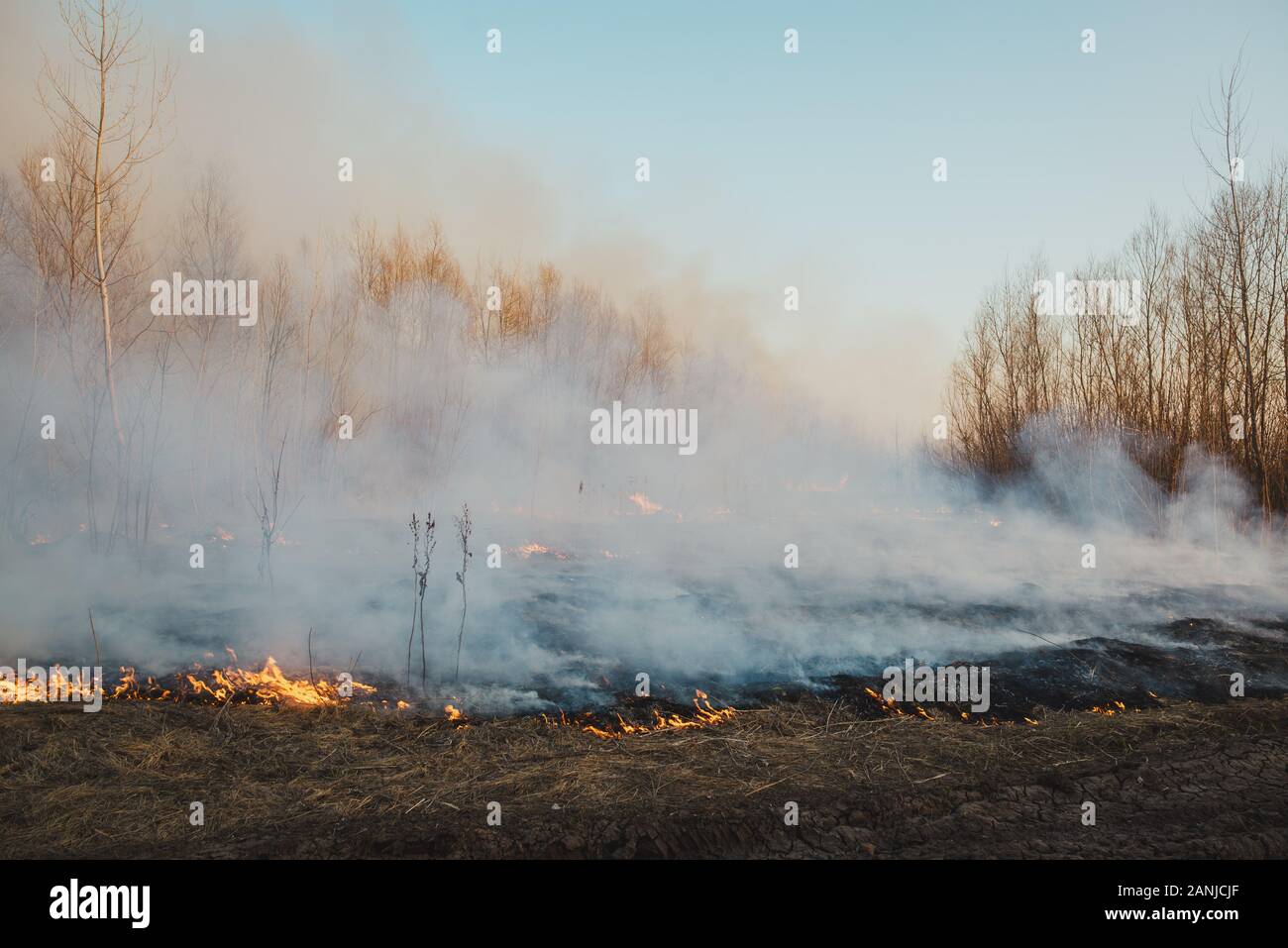 Fire stump hi-res stock photography and images - Alamy