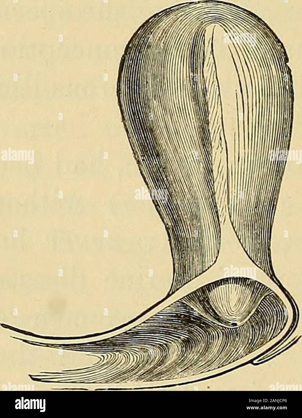 Cervix diagram hi-res stock photography and images - Alamy