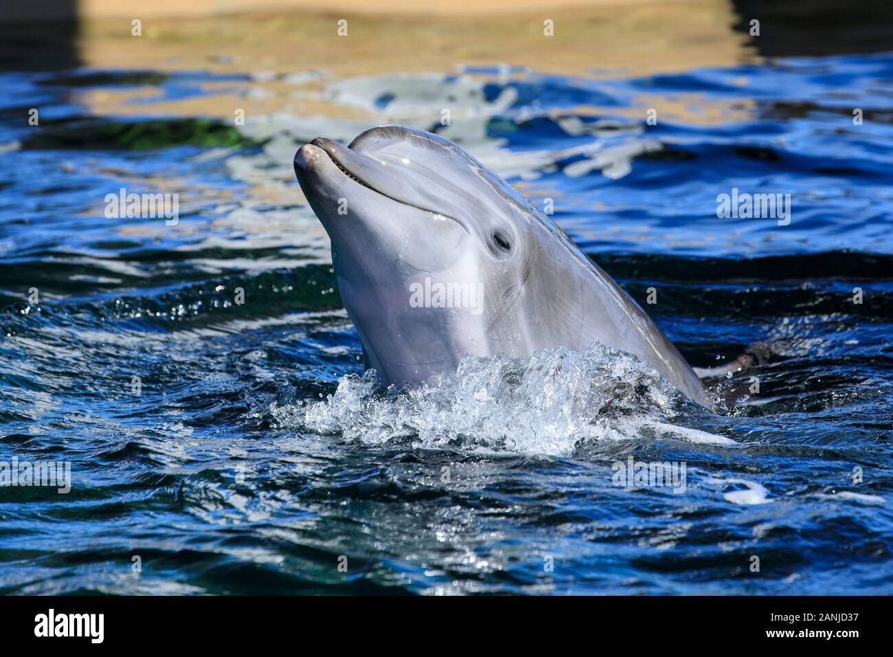 Nicholas the Dolphin, Clearwater Marine Aquarium Temperatures rose into ...