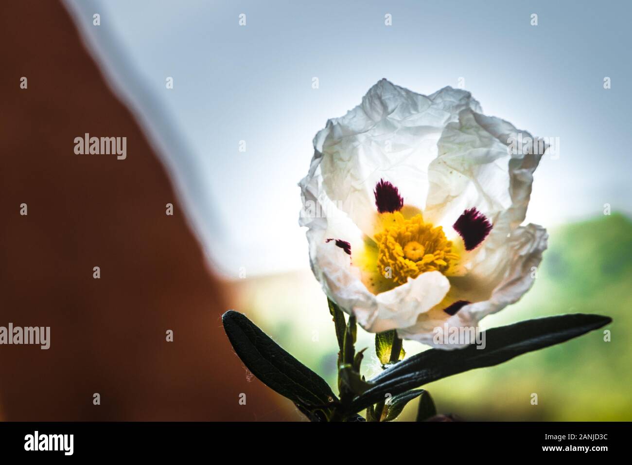 Colores plantas flora vegetacion hi-res stock photography and images ...