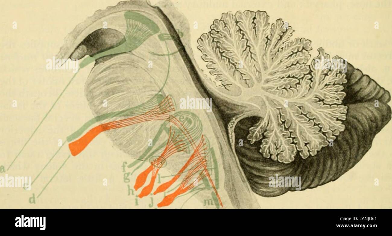 Human anatomy, including structure and development and practical ...