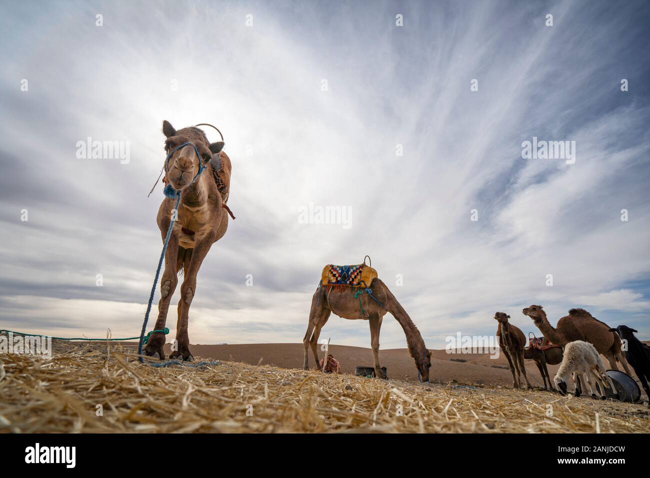 Camel saddles hi-res stock photography and images - Alamy
