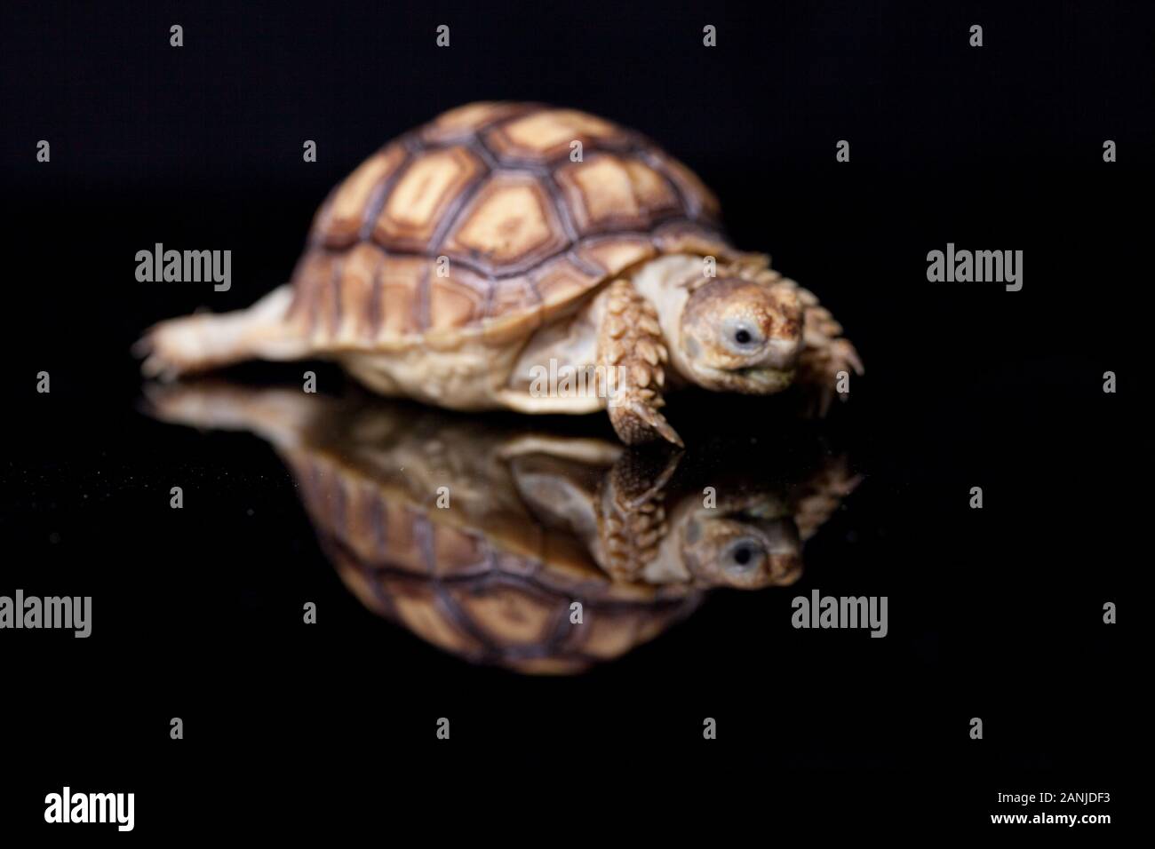 Baby Sulcata tortoise, African spurred tortoise (Geochelone sulcata ...