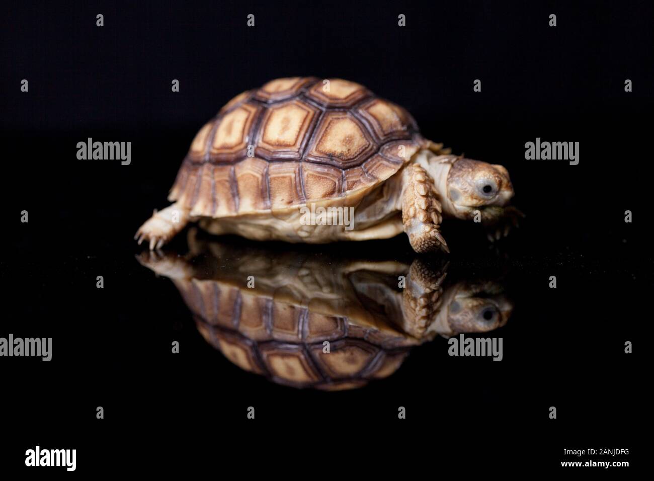 African Spurred Tortoise Baby