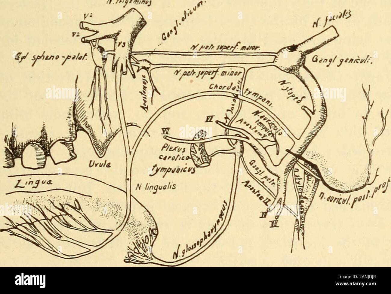 Diseases of the nervous system .. . interfered with on account of the ...