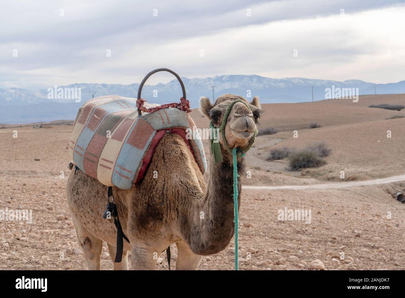 Dromedary camel with saddle on Agafay desert , Marrakech, Morocco Stock ...