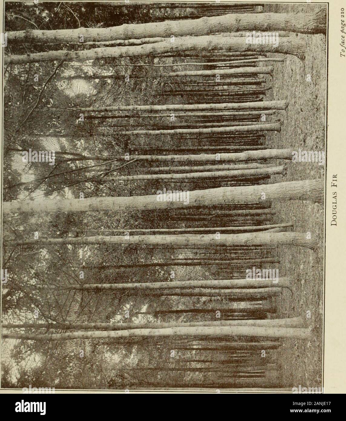 Silver fir resin hi-res stock photography and images - Alamy