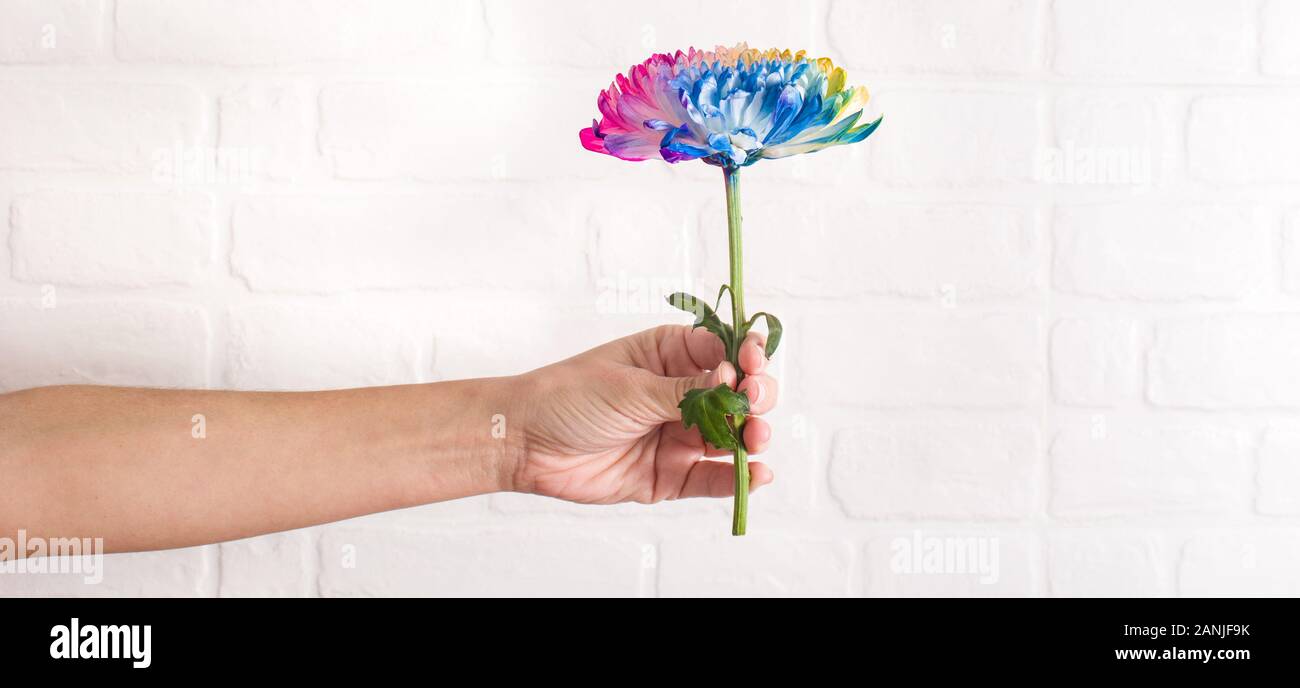 Hand holding flower petals hi-res stock photography and images - Alamy