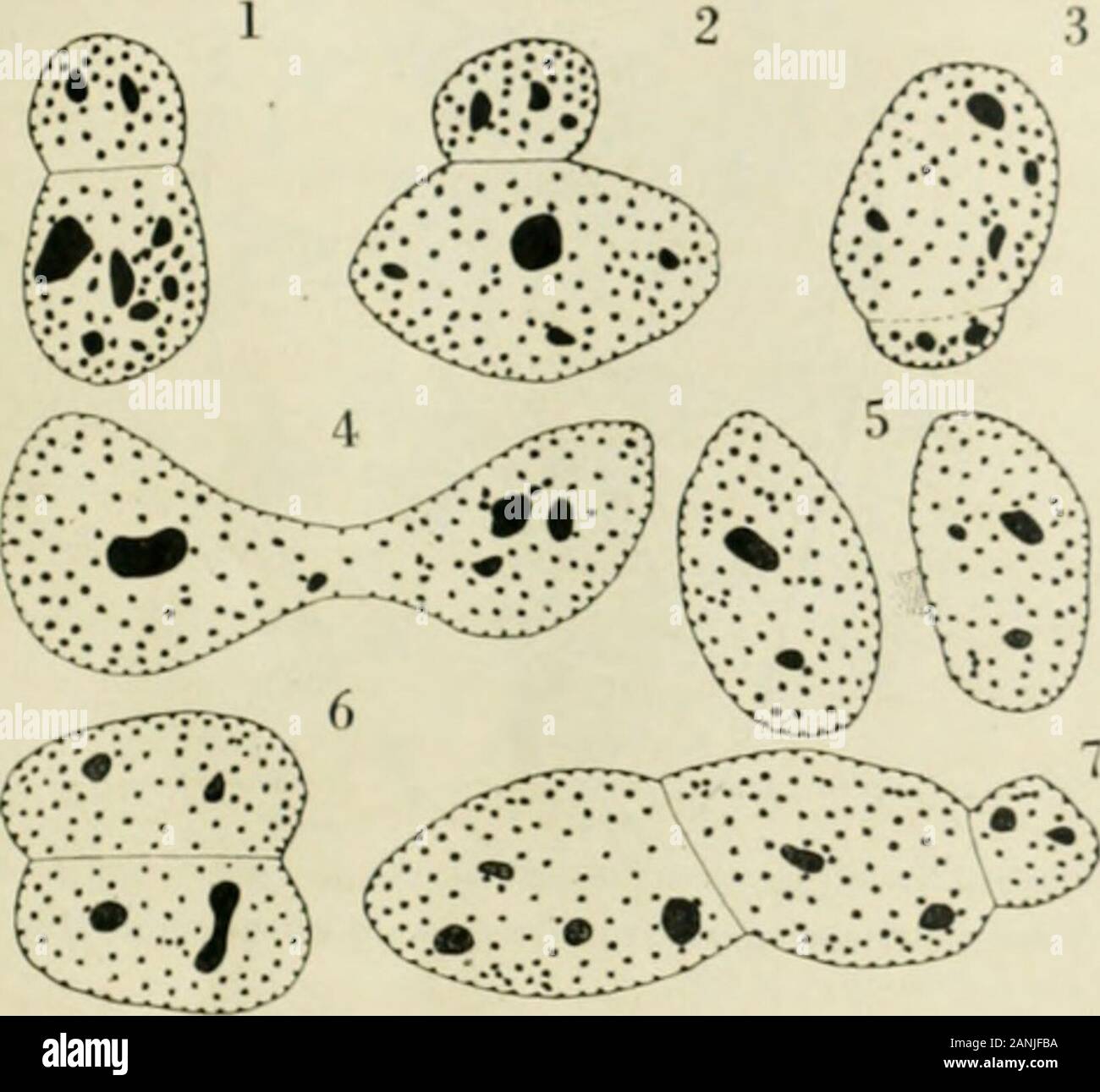 Multilobed hi-res stock photography and images - Alamy