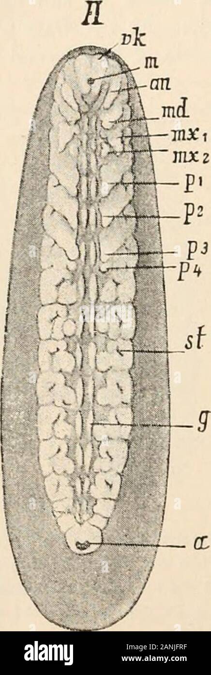 Mesodermal High Resolution Stock Photography and Images - Alamy