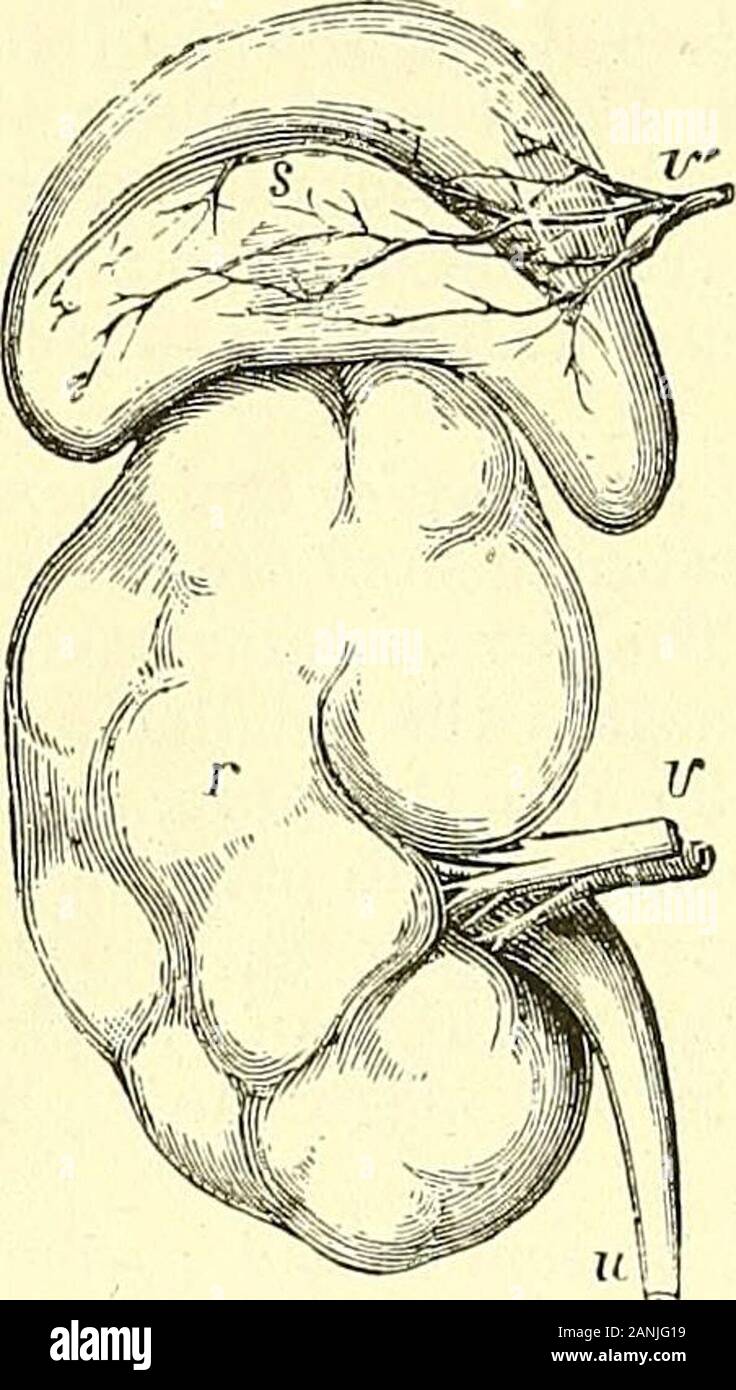 Quain's elements of anatomy . angular form. The lower borderis concave ...