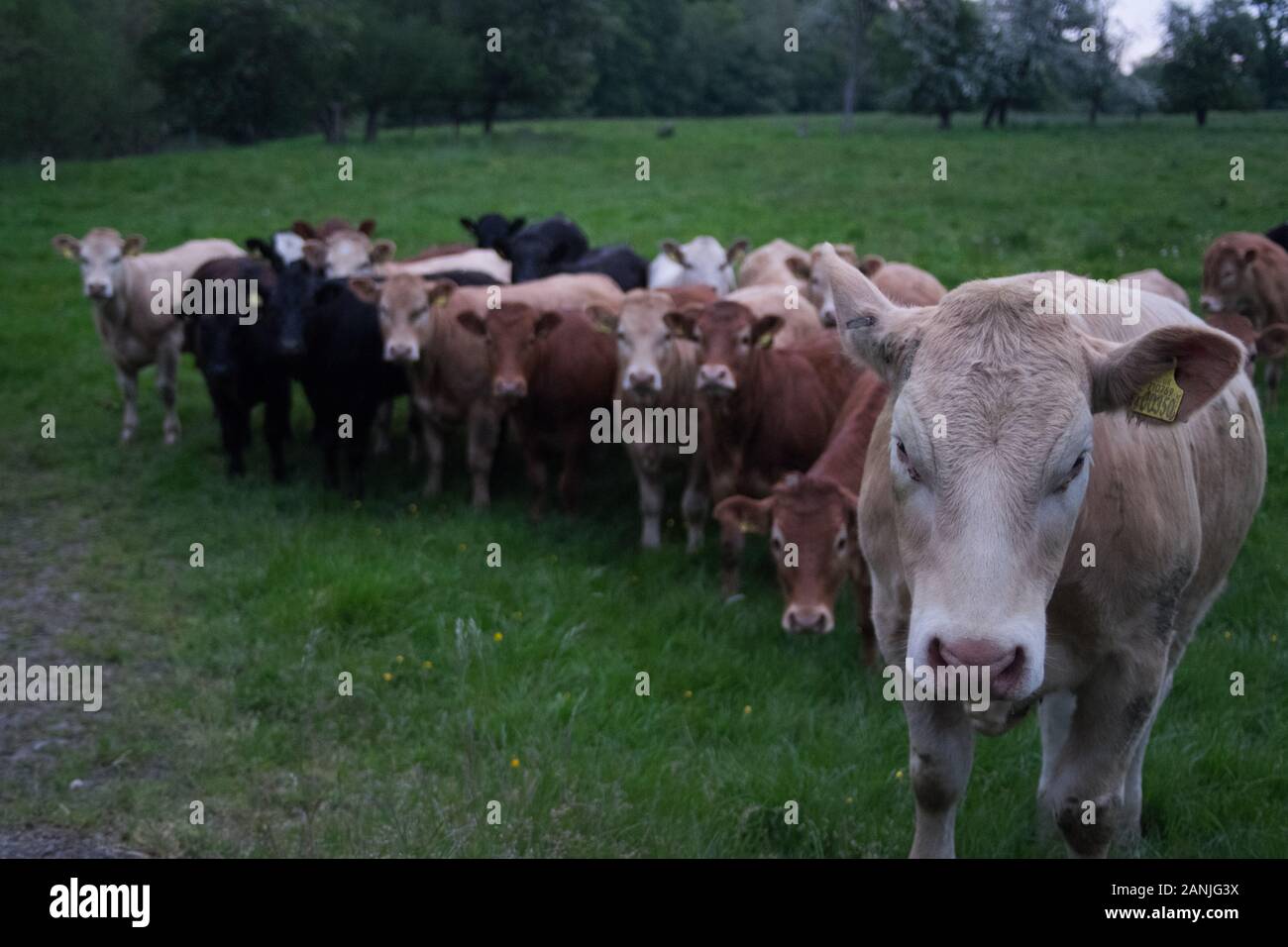 Welsh Cow stands looking at camera with more cows in background Stock ...
