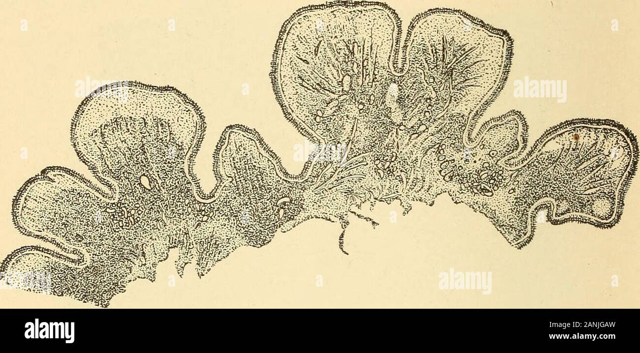 A text-book on diseases of the ear, nose and throat . pic qualities, so ...