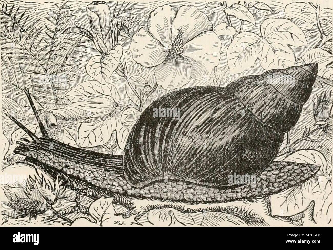 Mollusks classification hi-res stock photography and images - Alamy