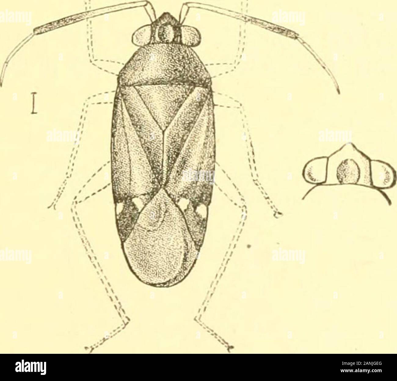 Striate area hi-res stock photography and images - Alamy