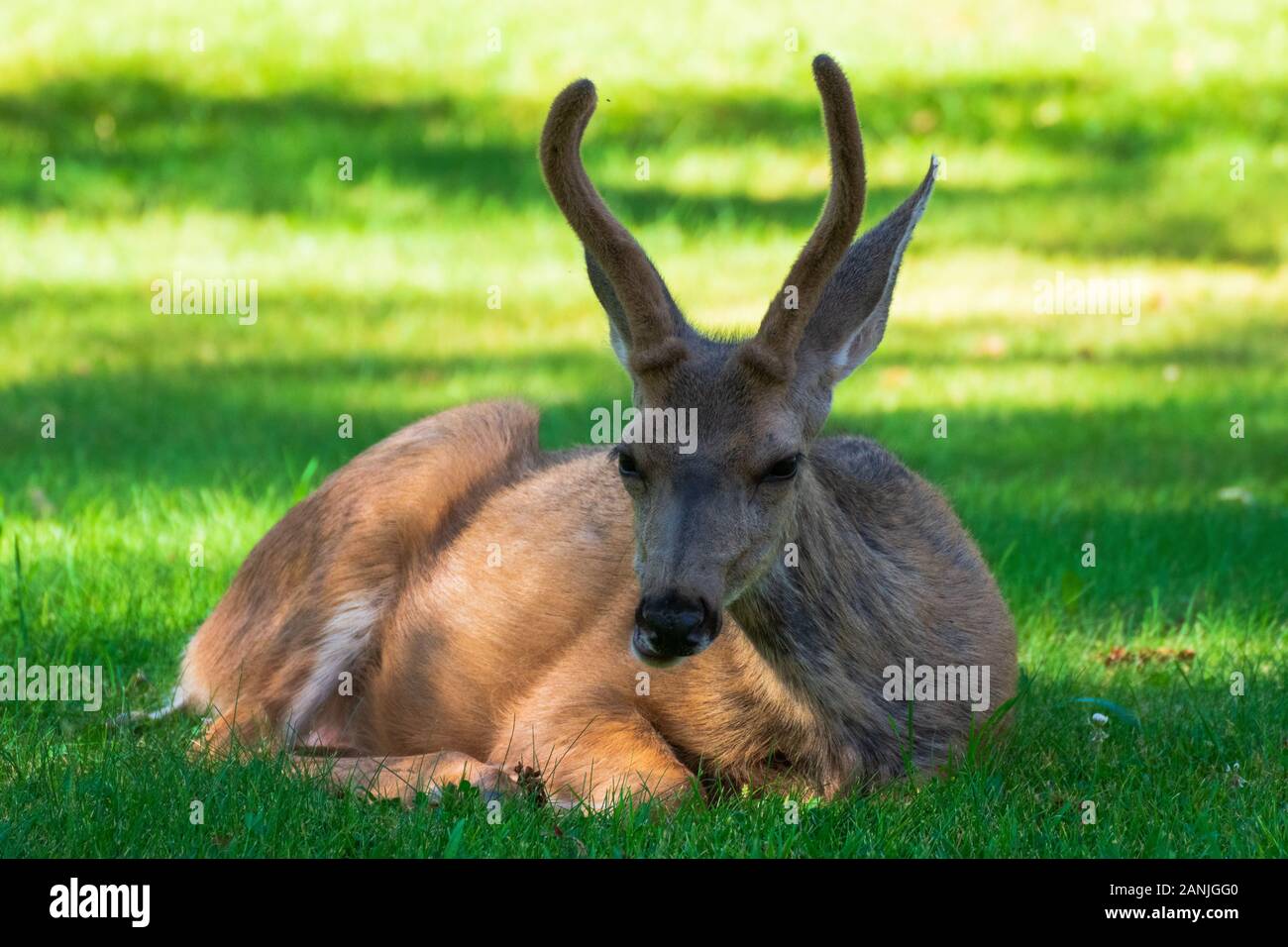 Tired deer hi-res stock photography and images - Alamy