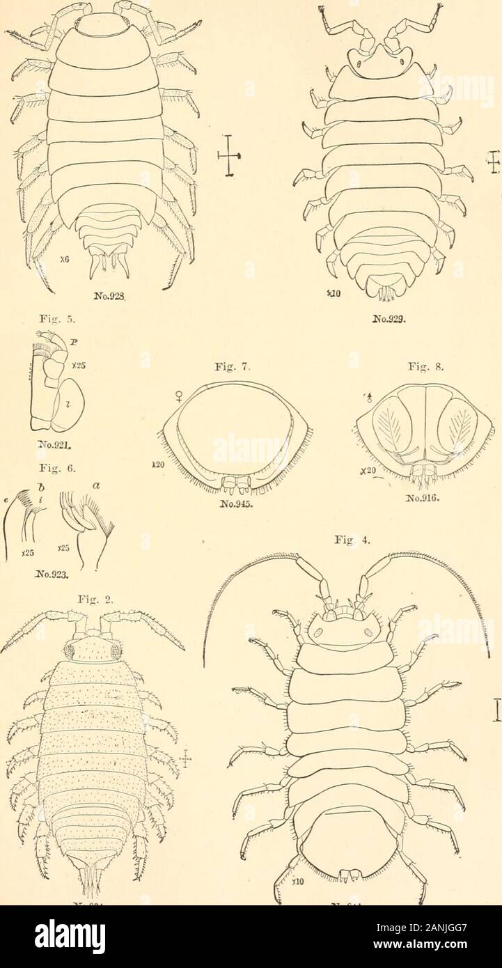 Leach cross hi-res stock photography and images - Alamy