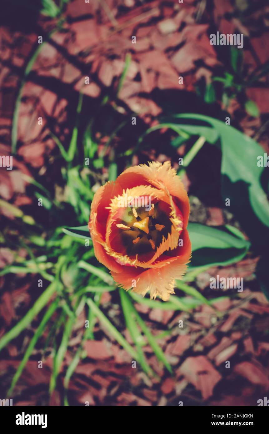 Tulip view hi-res stock photography and images - Alamy