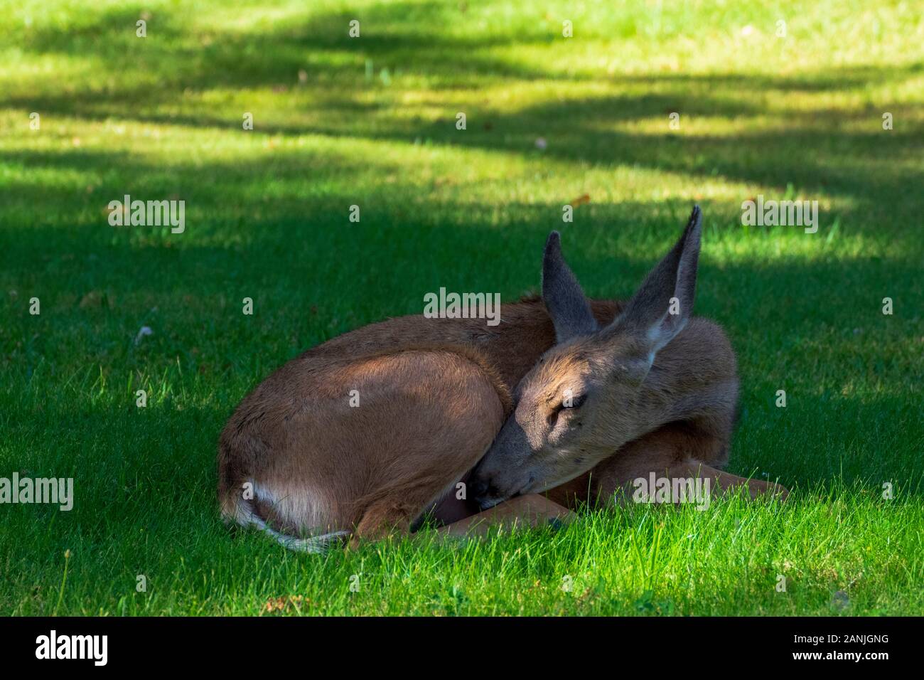 Tired deer hi-res stock photography and images - Alamy