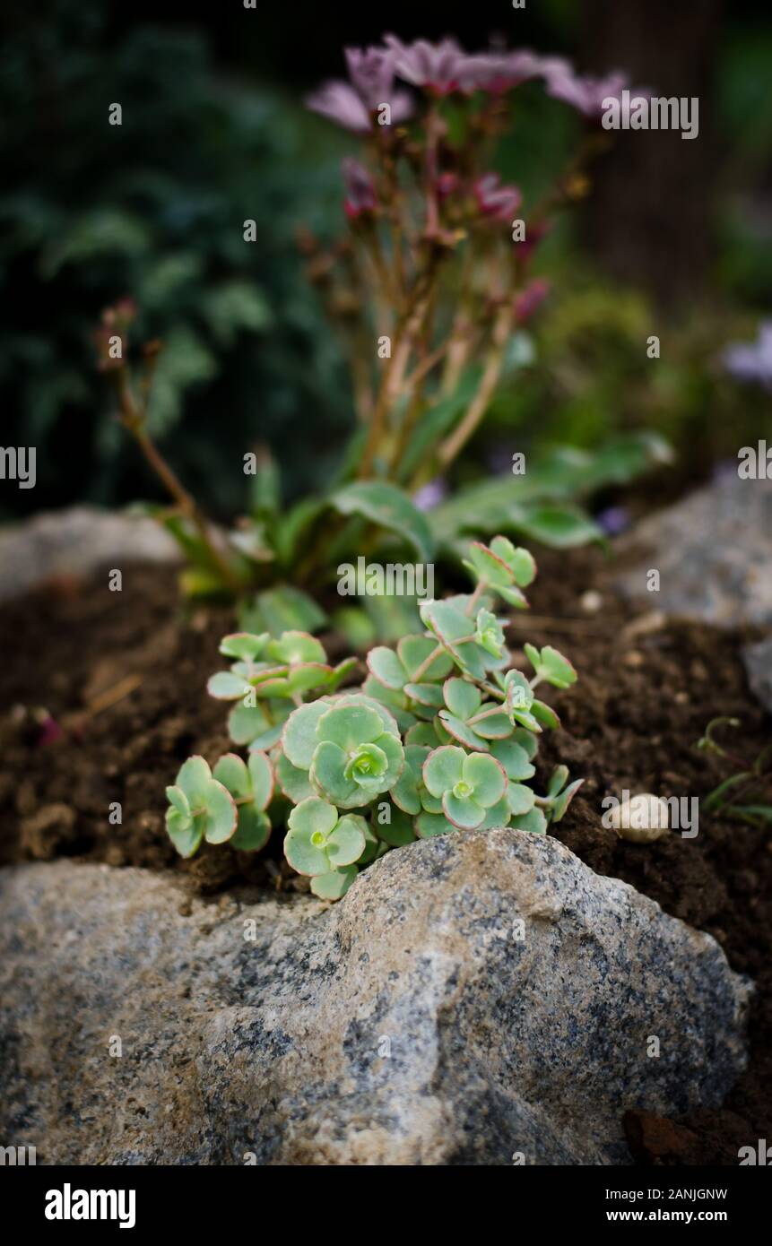 Succulents in the garden hi-res stock photography and images - Alamy