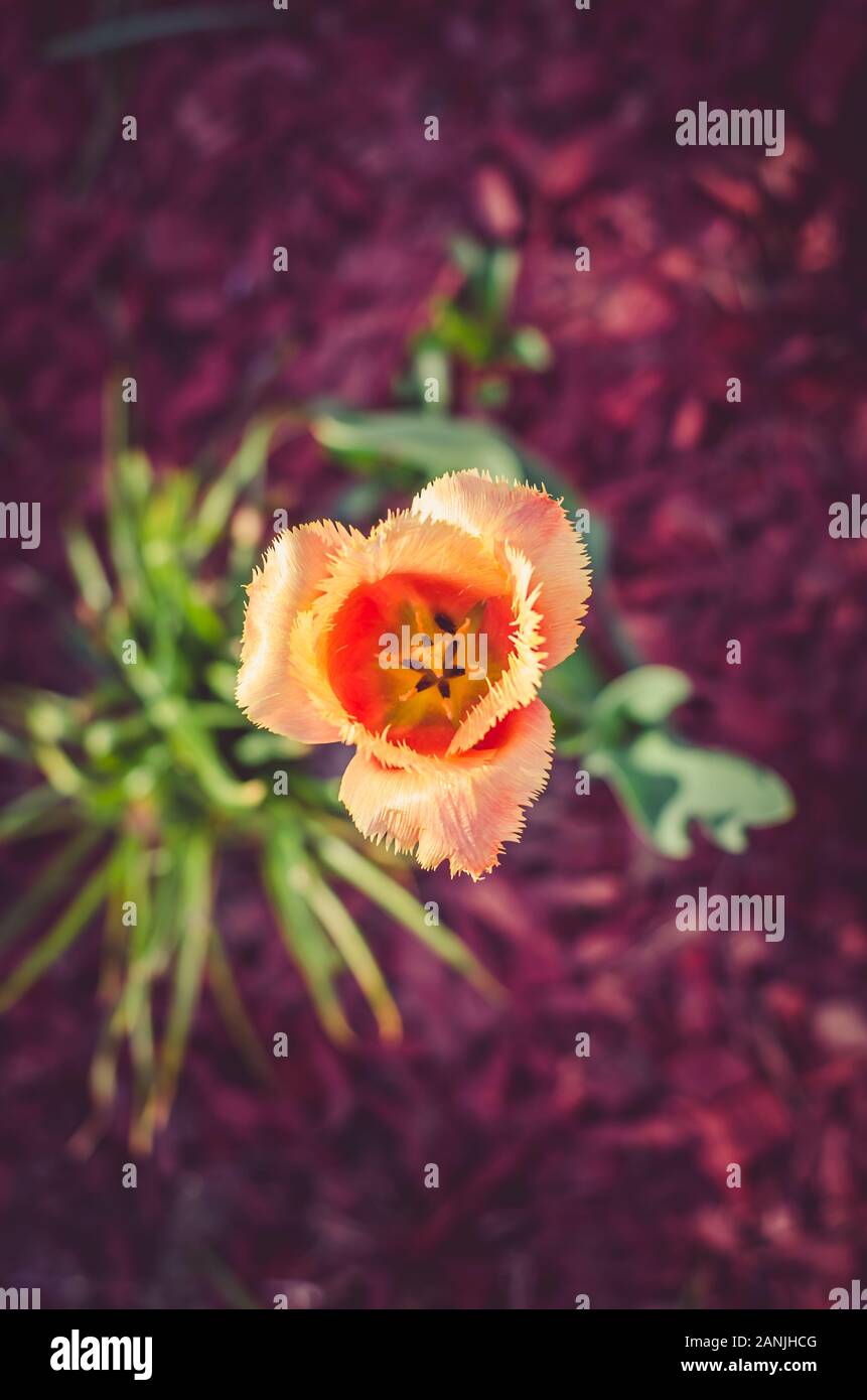 Tulip view hi-res stock photography and images - Alamy