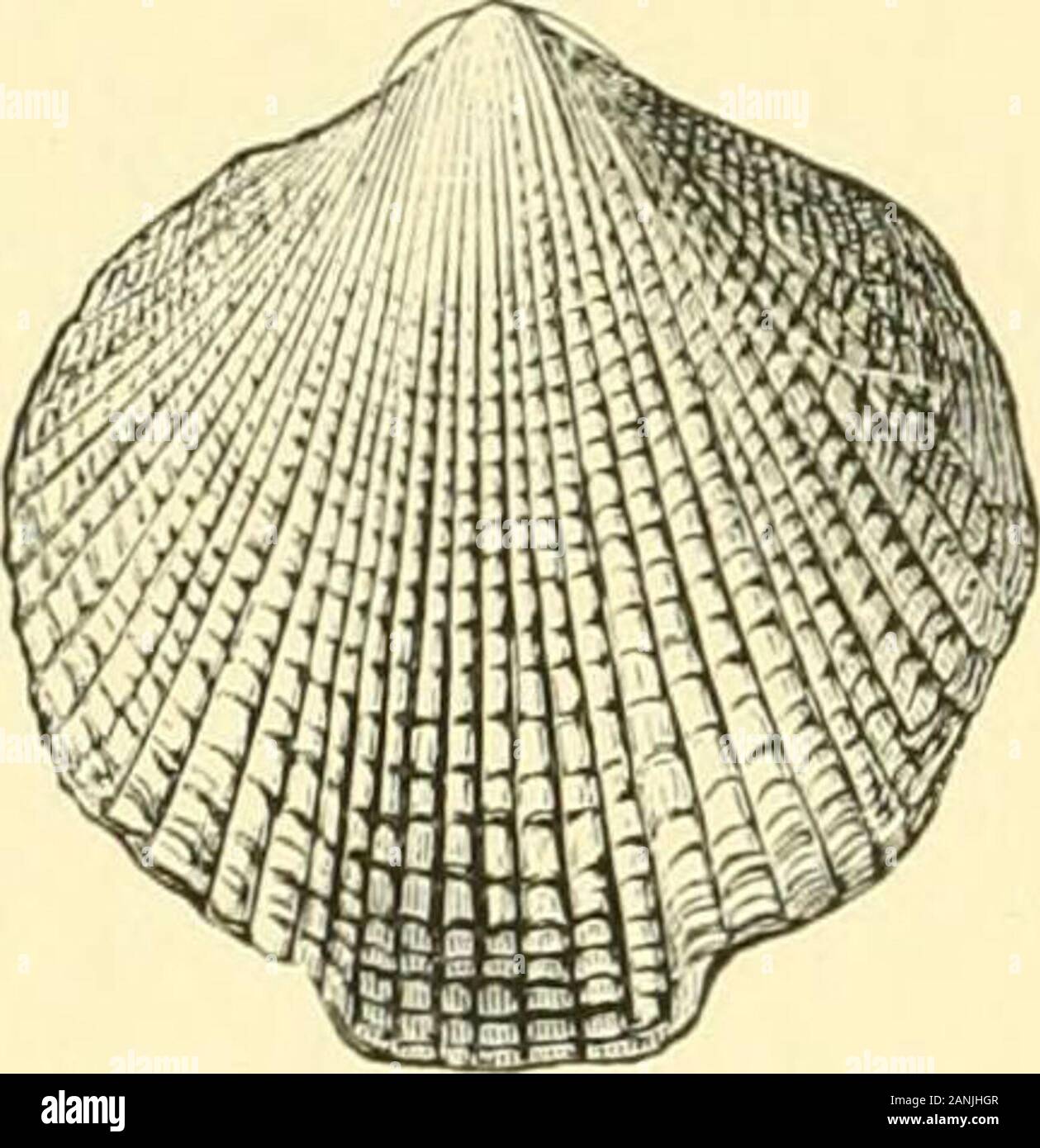 The Cambridge natural history . Fig. 330.—Spirifera drudn ...