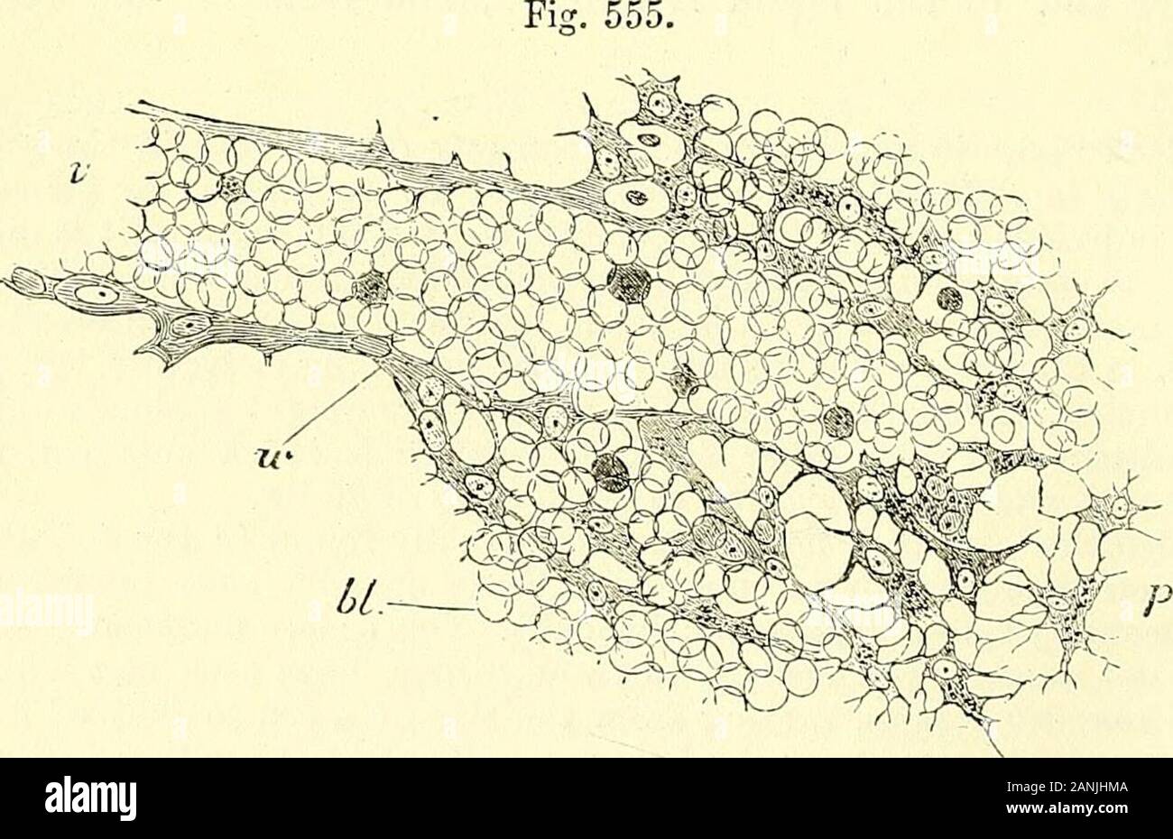 Quain's elements of anatomy . Fig. 555.—Thin section of spleen-pulp ...