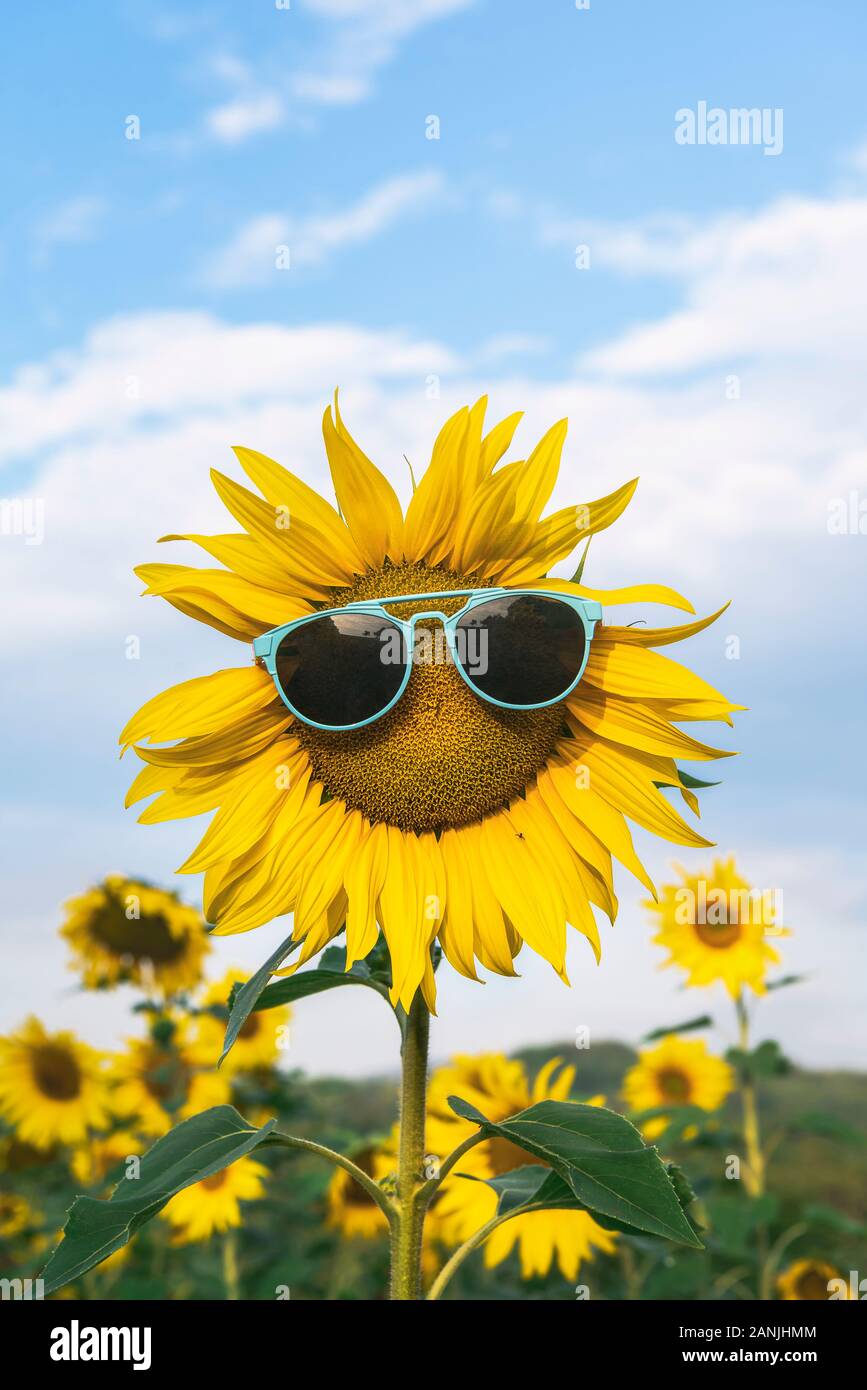 Bloomed sunflower with sunglasses in a field of sunflowers, on a sunny ...