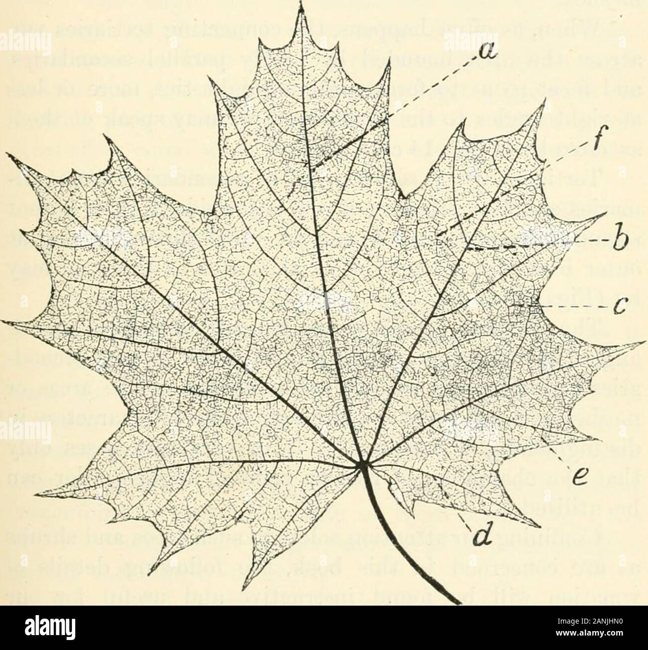 Trees; a handbook of forest-botany for the woodlands and the laboratory ...